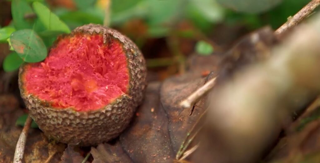 Nauclea Latifolia – club tipping point